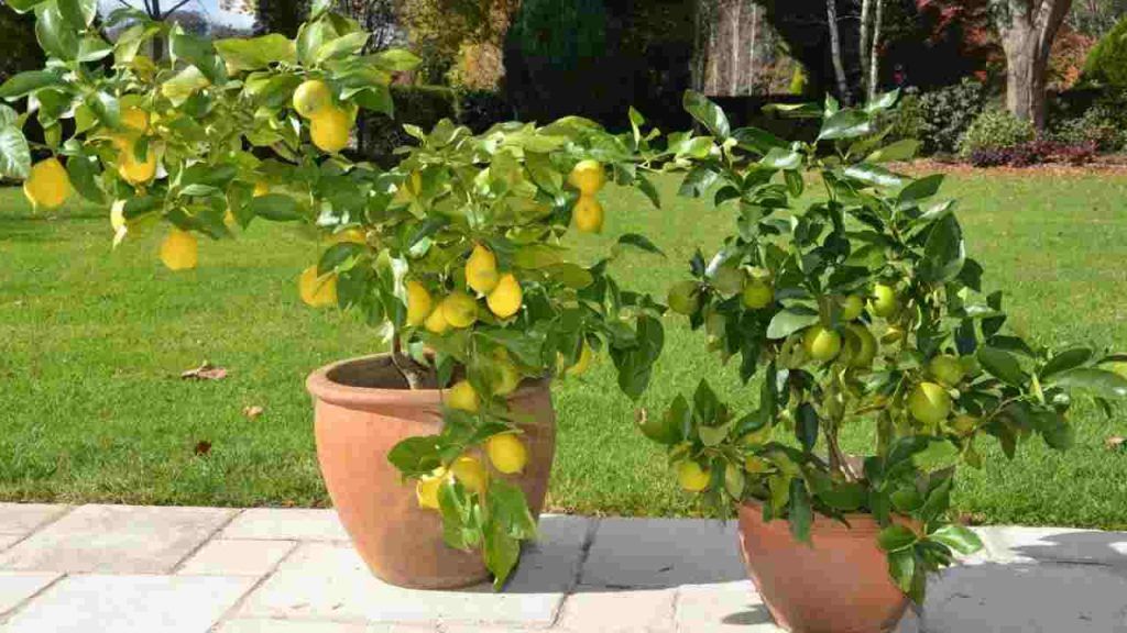 Albero di limone, pieno di frutta senza veleni: meglio che dal vivaio