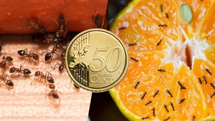 Formiche e insetti in casa, con 50 centesimi li fai fuori tutti ...
