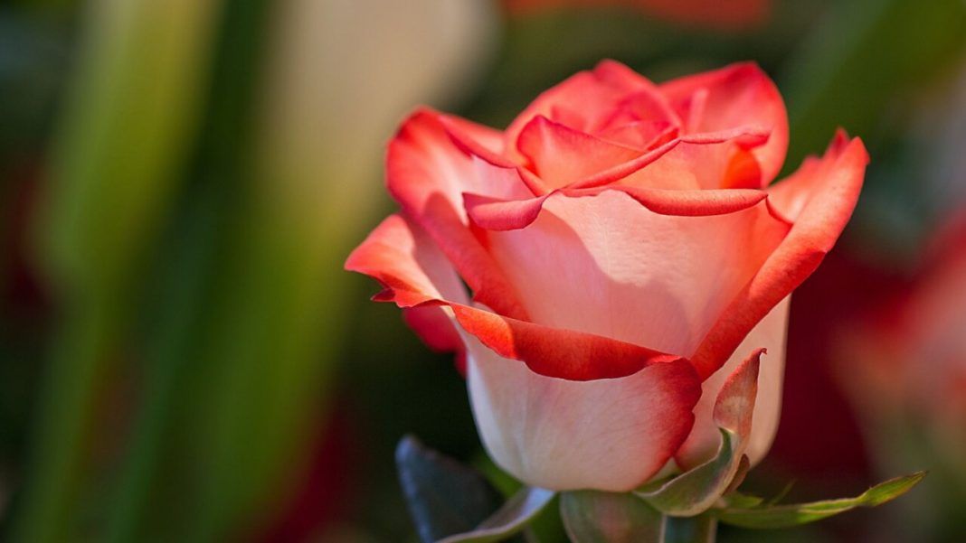 Rosas, cómo reproducirlas infinitamente con una sola ramita – ideas ...