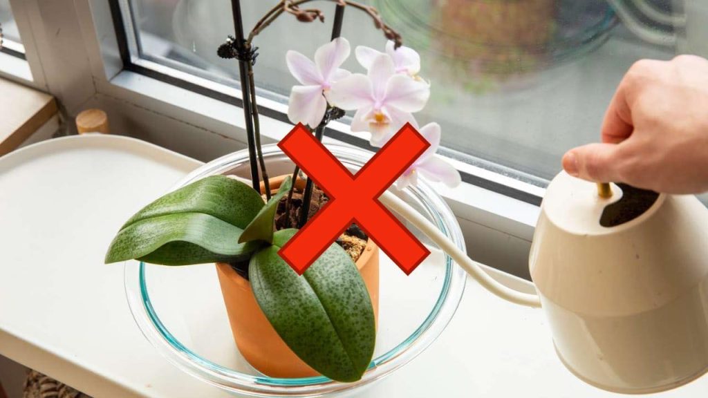 Orchidea, questo errore è pericoloso: rischi di buttarla dopo 7 giorni