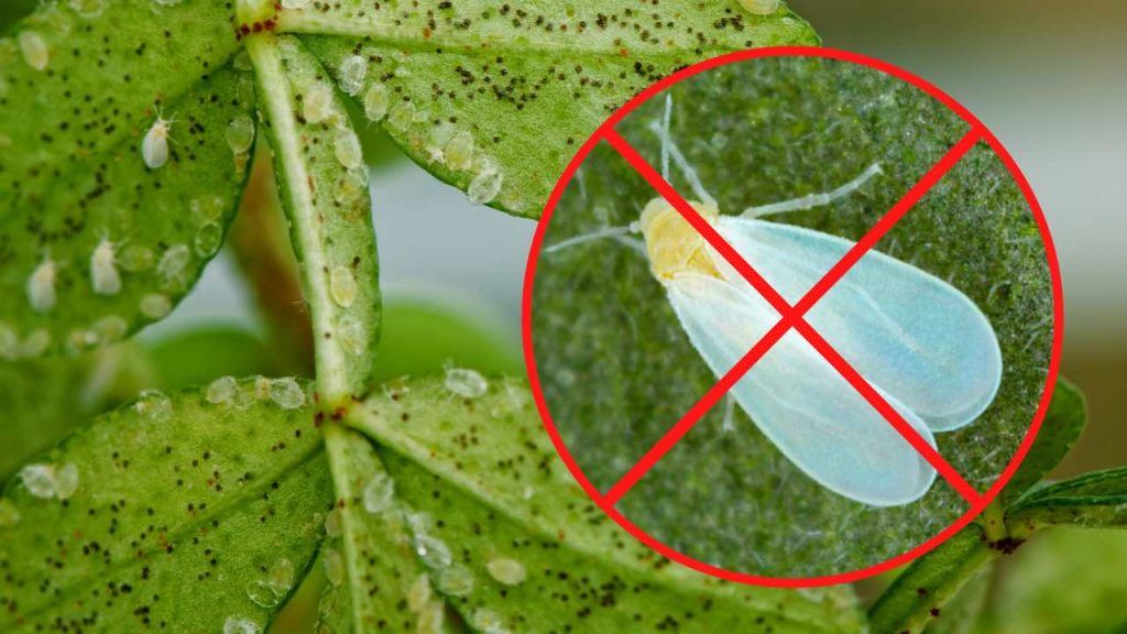 Mosca bianca delle piante, il segreto degli agricoltori per ...