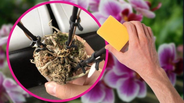 Orchidea secca, col trucco della spugna rinasce in un baleno: l'antico ...