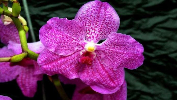 Orchidea secca, col trucco della spugna rinasce in un baleno: l'antico ...