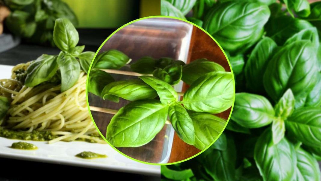 Basilico, il metodo del bastoncino per moltiplicarlo all'infinito: lo ...