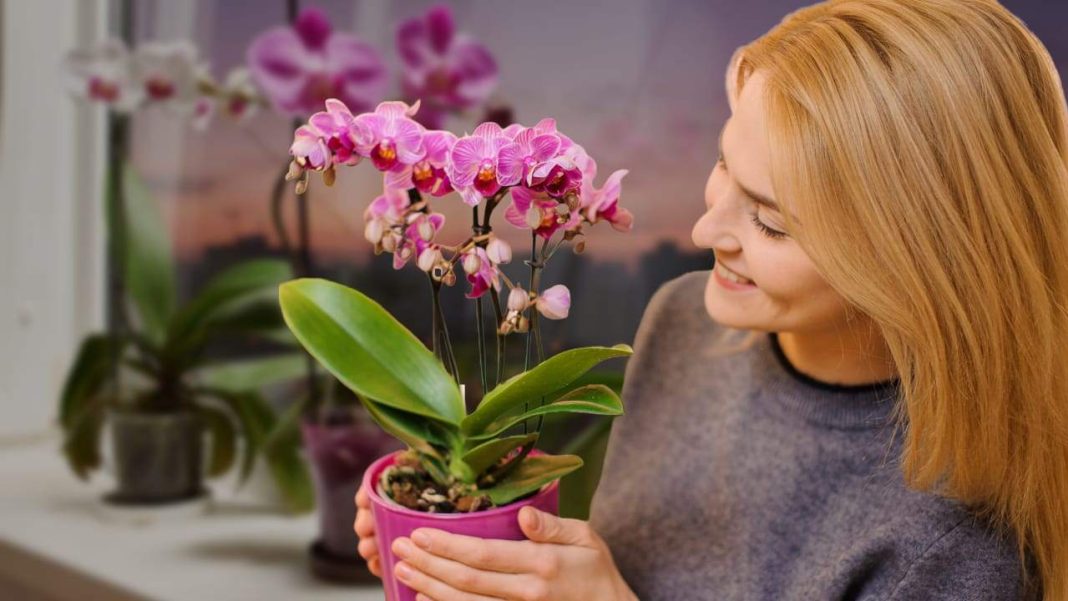 Orchidea, solo se la posizioni qui fiorisce benissimo: non lo fa mai ...
