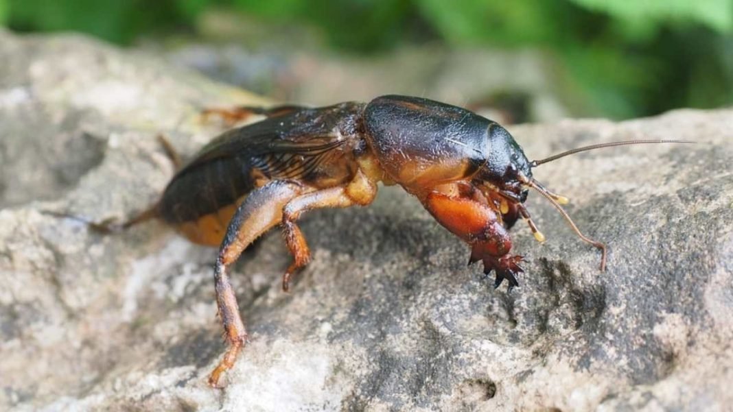 Grillotalpa, l'insetto che distrugge piante e raccolti: come eliminarlo ...