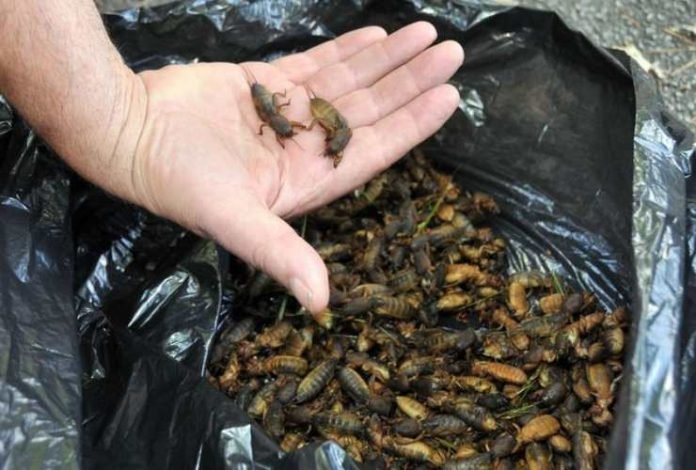 Grillotalpa, l'insetto che distrugge piante e raccolti: come eliminarlo ...