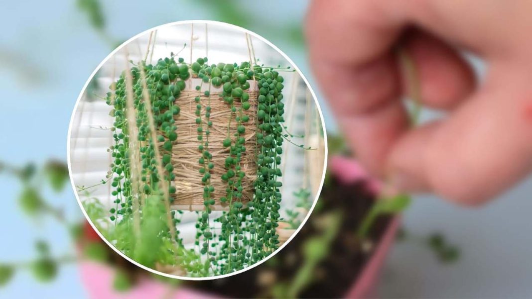 Il senecio, come coltivare la pianta del rosario: le tecniche da seguire