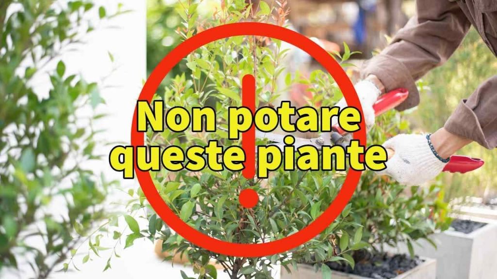 Piante e alberi da non potare nel mese di ottobre, i consigli degli esperti