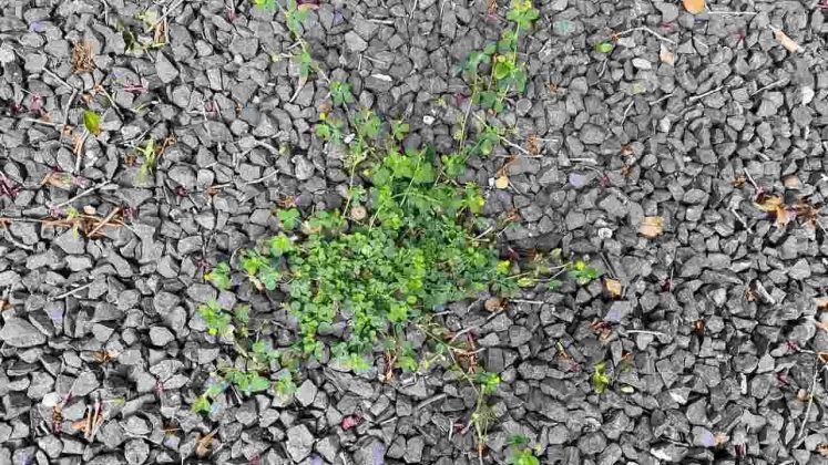 Erbaccia nella ghiaia, diserbante naturale potentissimo: bastano 2 ...
