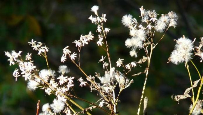 Il senecio, come coltivare la pianta del rosario: le tecniche da seguire