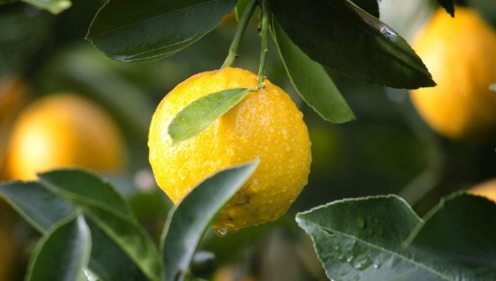 Limoni belli e succosi a casa, tutti i consigli per creare una pianta forte