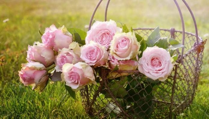 Rose, come piantarle senza radici: svelato il metodo 100% funzionale