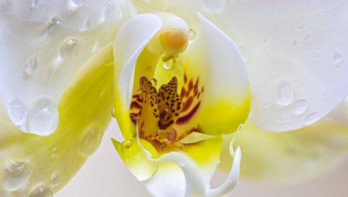 Metti 1 cucchiaino nelle orchidee: mai avute così tanto sane e rigogliose