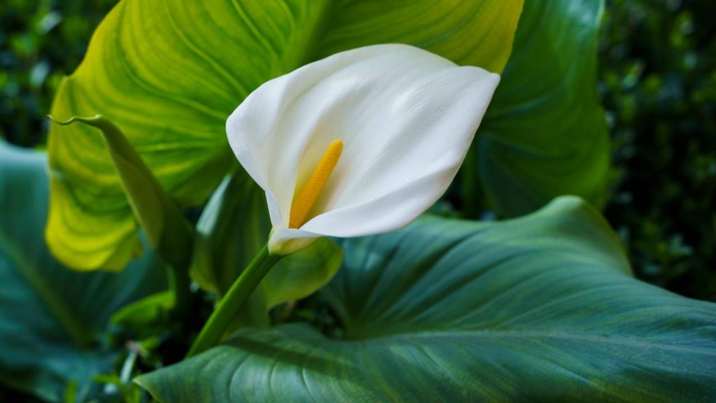 Calla, aggiungi questo alla pianta: risparmierai un mucchio di soldi