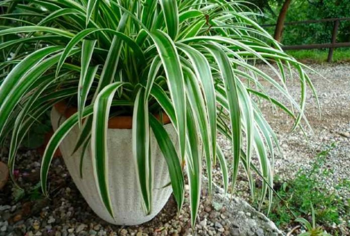 Si tienes esta planta estás de enhorabuena: por eso vale oro puro en ...