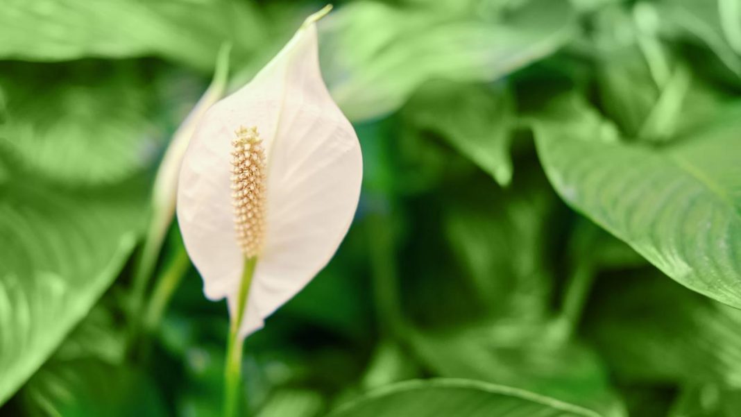 Healthy and vigorous peace lily, throw in a handful – it will bloom ...