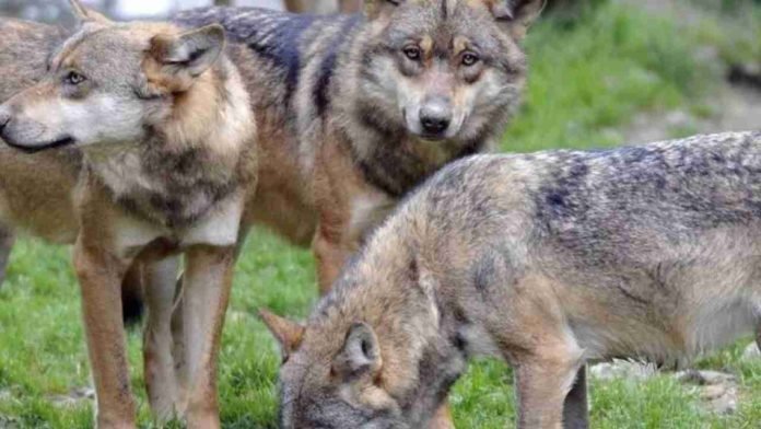 Rimini: accerchiata dai lupi, si difende con una pala