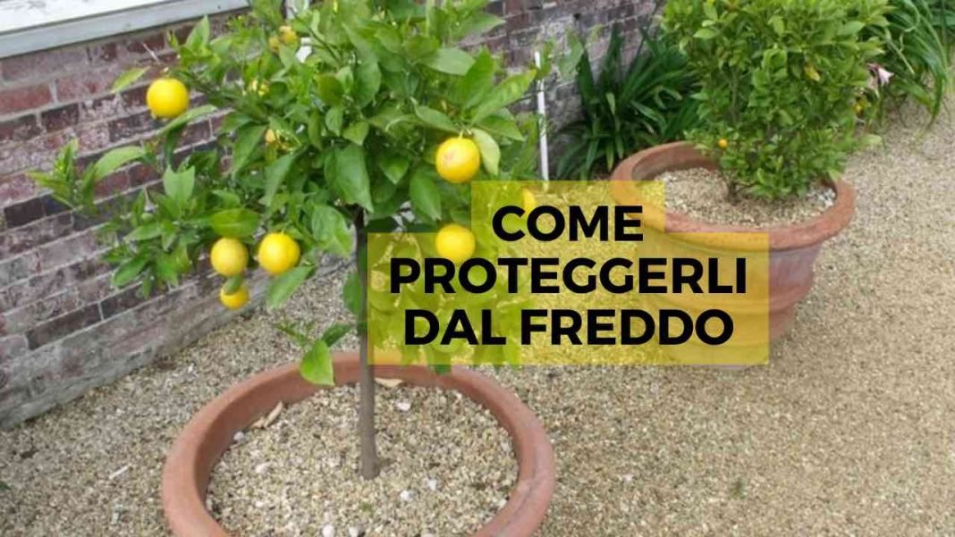 Alberi di limone, come proteggerli dal freddo dell’inverno: il parere ...