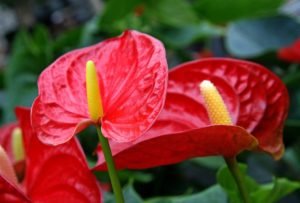 Anturio, a handful is enough to make it flourish like never before: it ...