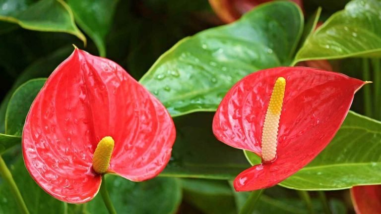 Anthurium, 1 scoop is enough to easily explode the flowering – Top ...