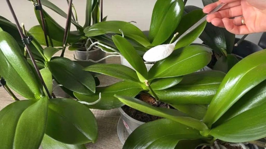 Vivid, hard leaves with abundant flowers if you rub this on your orchid ...