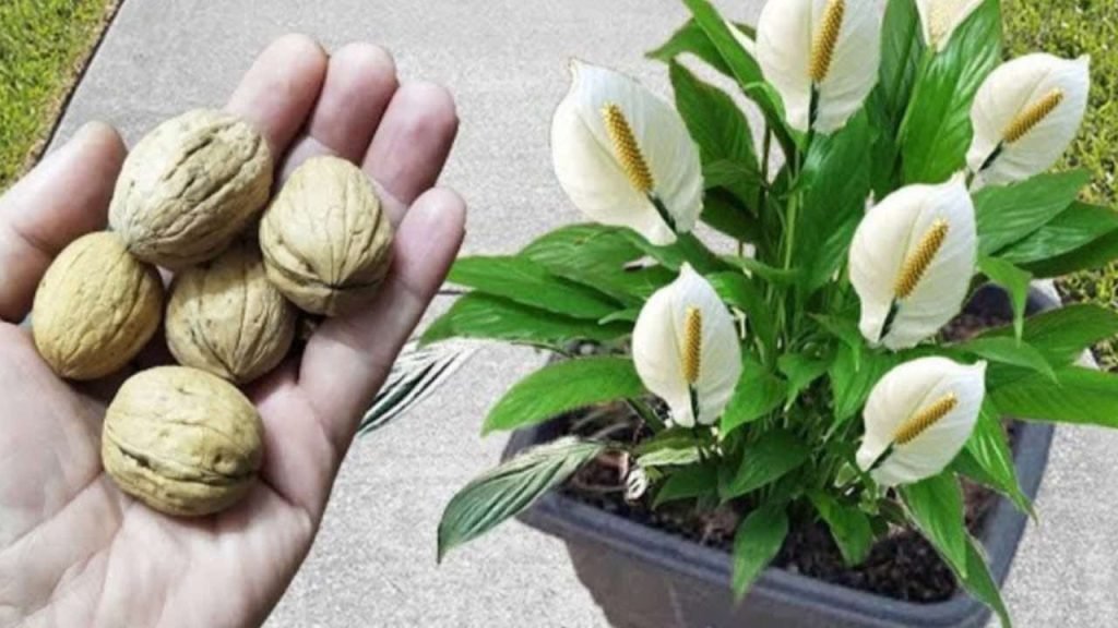 Non li buttare, è oro per la crescita delle tue piante: fioriranno in ...