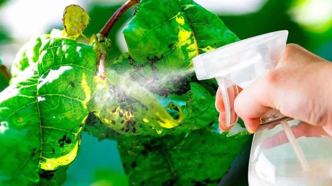 Home remedy to eliminate aphids from plants for a few cents: it’s in ...