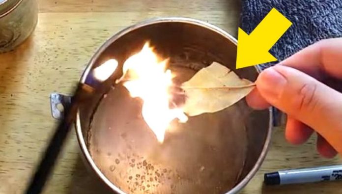 Brûlez les feuilles de laurier à la maison, la méthode de nos ancêtres ...