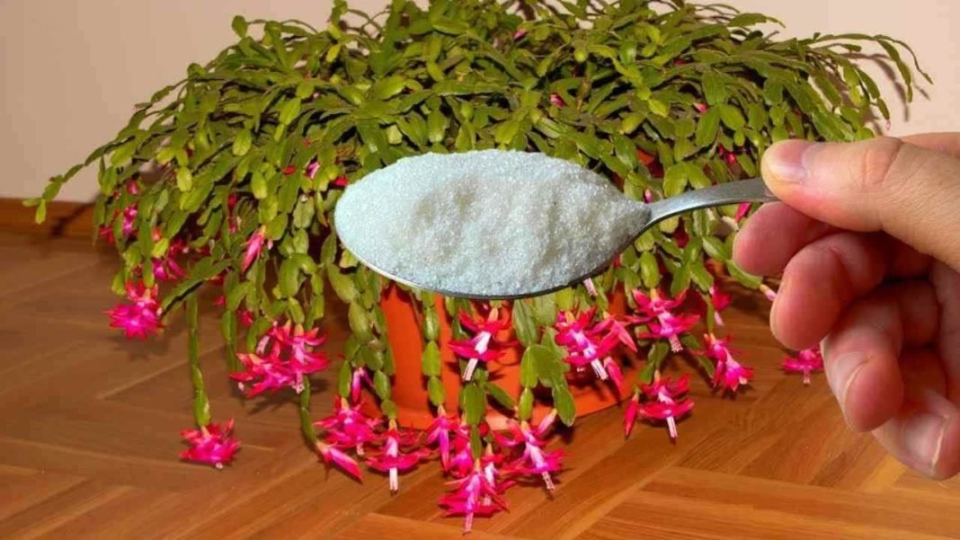 1 teaspoon is enough for any flower you have at home and flowering is ...