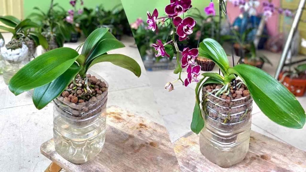 Orchidea, se la pianti così la pianta cresce e fiorisce molto velocemente