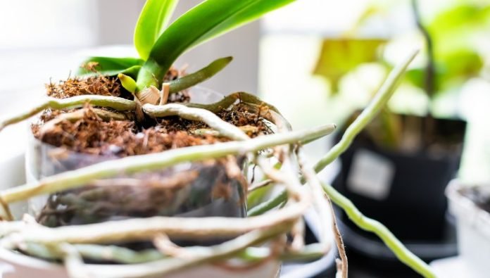 Orquídea, raíces fuertes y flores abundantes si lo haces: nadie piensa ...