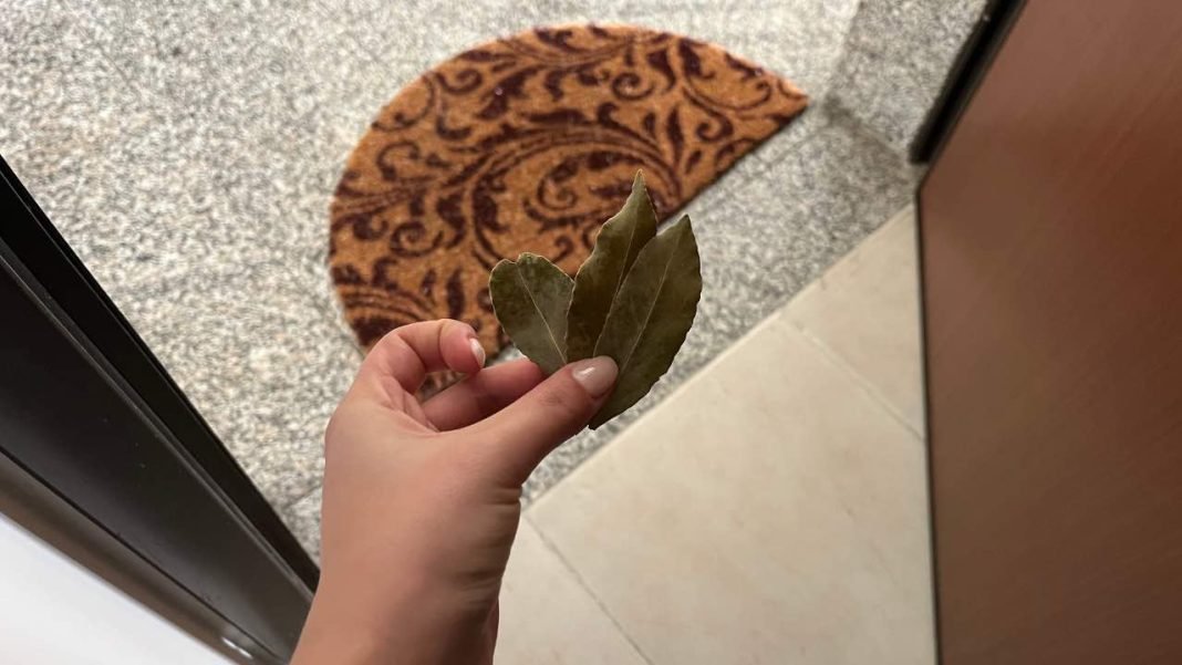 Alloro sull'uscio di casa, ecco come mai lo stanno lasciando proprio ...