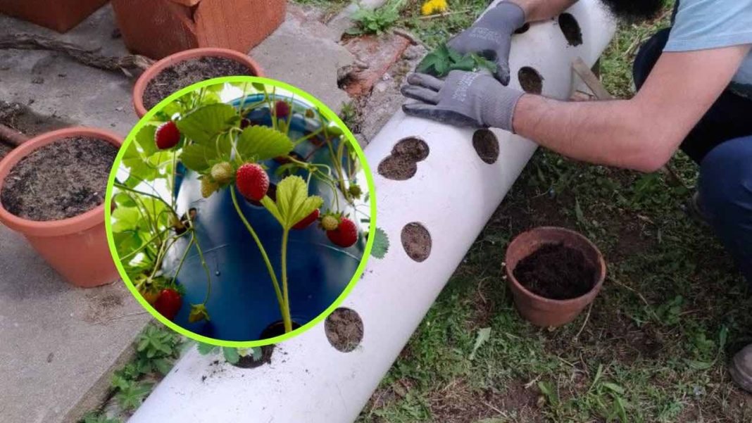 Orto, come coltivare le fragole in tubo: ecco la tecnica semplicissima