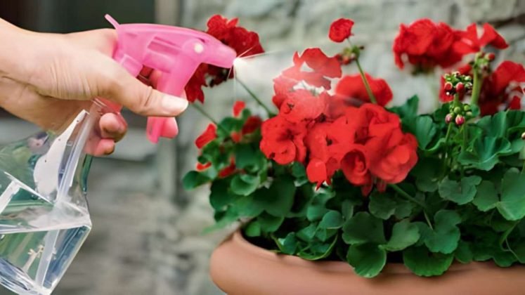 Here’s how to have geraniums full of flowers: you have to water them ...