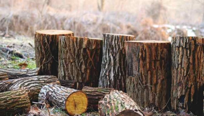 Resterai sorpreso da quel che potresti fare con un semplice ceppo di un ...