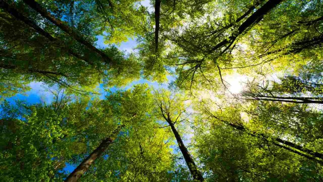Giornata internazionale delle foreste: ecco le più belle d'Italia