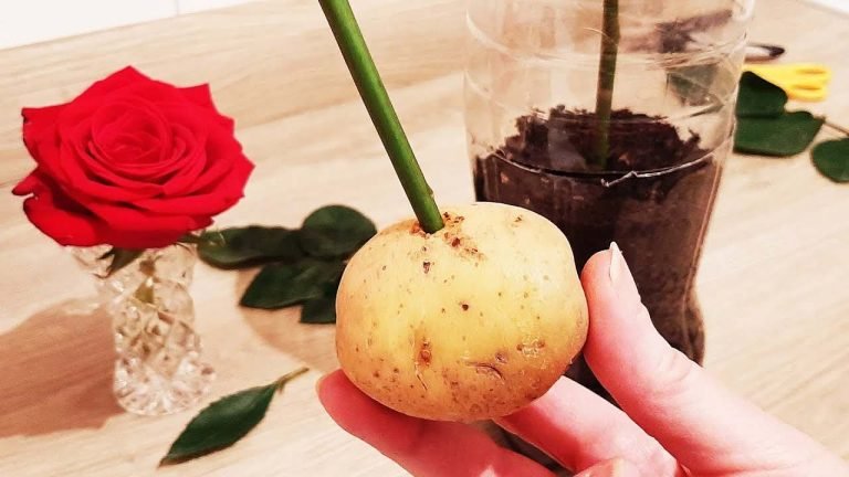 How to reproduce roses with 1 potato: only in this way will they ...