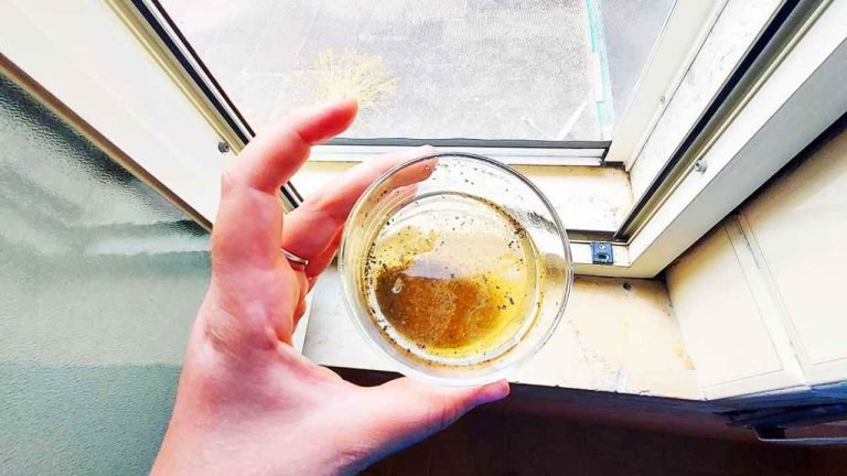 Come allontanare le mosche da casa, questo liquido le farà svolazzare ...