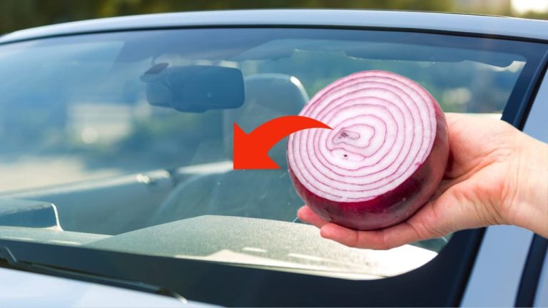Onion on your car windshield, you’ll never imagine what a big problem ...