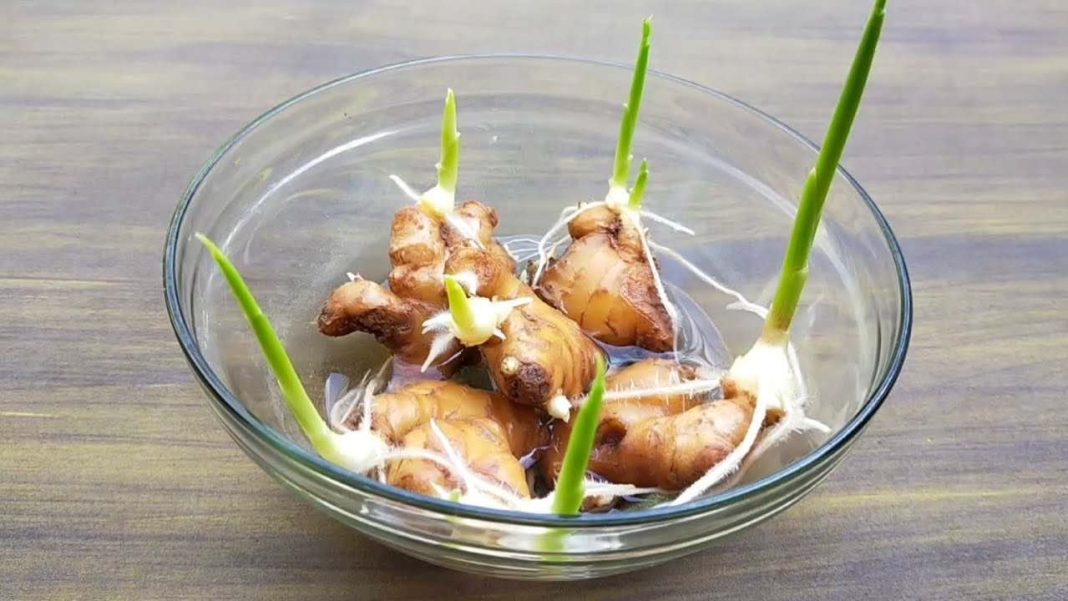 How to grow ginger, garlic and lemongrass at home: here is the farmer’s ...