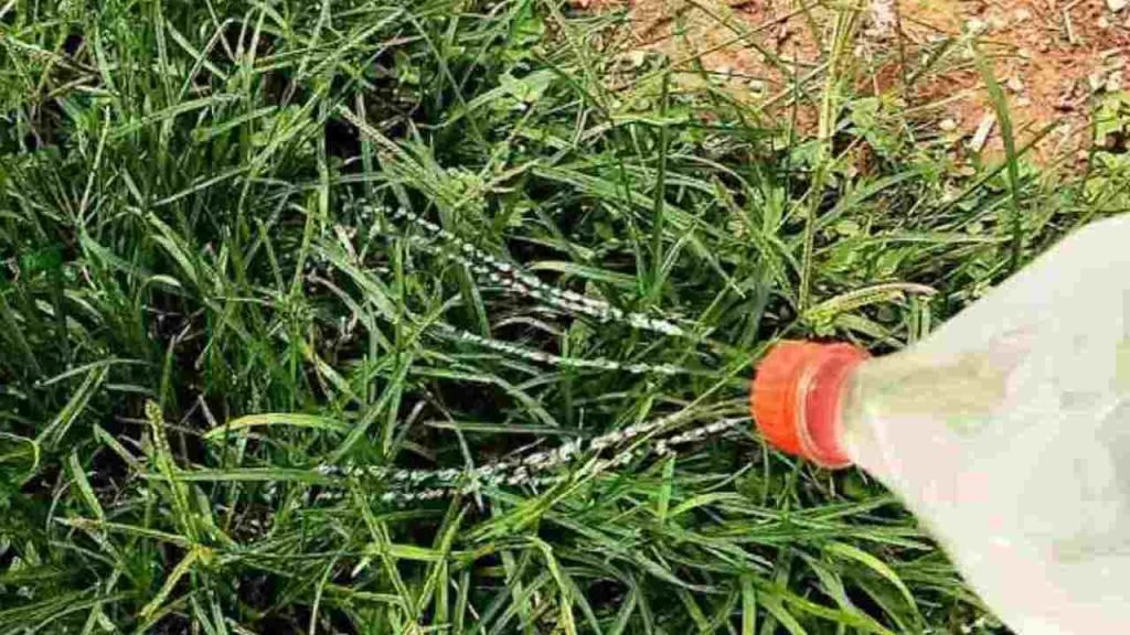 The method for eradicating weeds in the vegetable garden and garden in ...