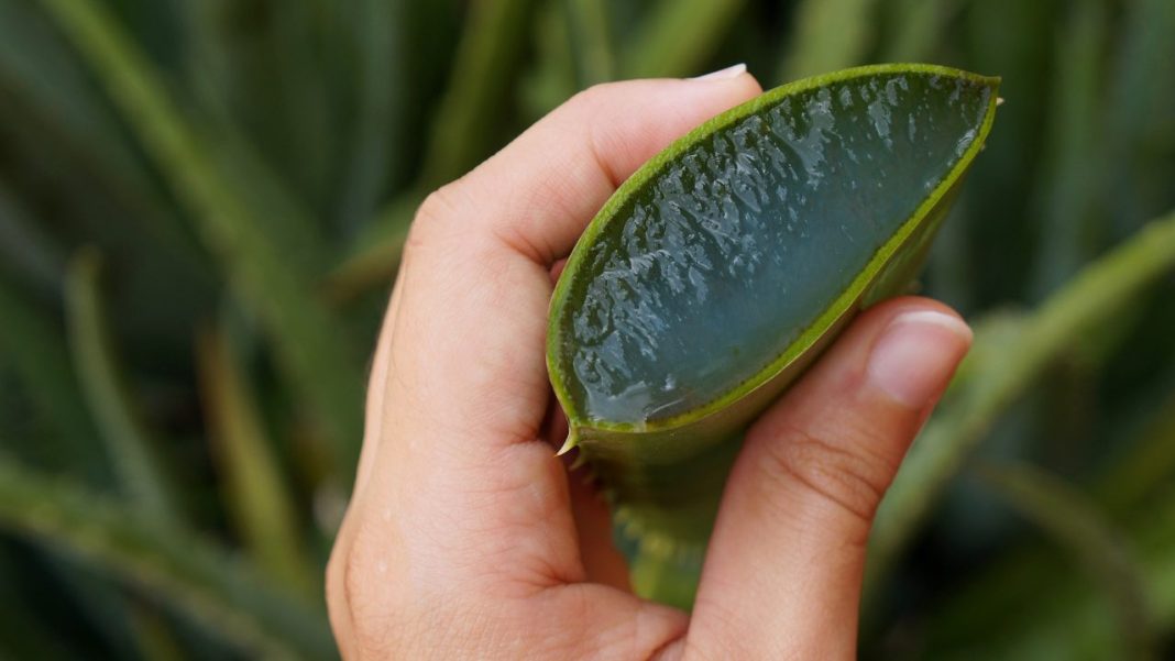 Come recuperare un aloe vera che sta morendo, solo così potrai farla ...