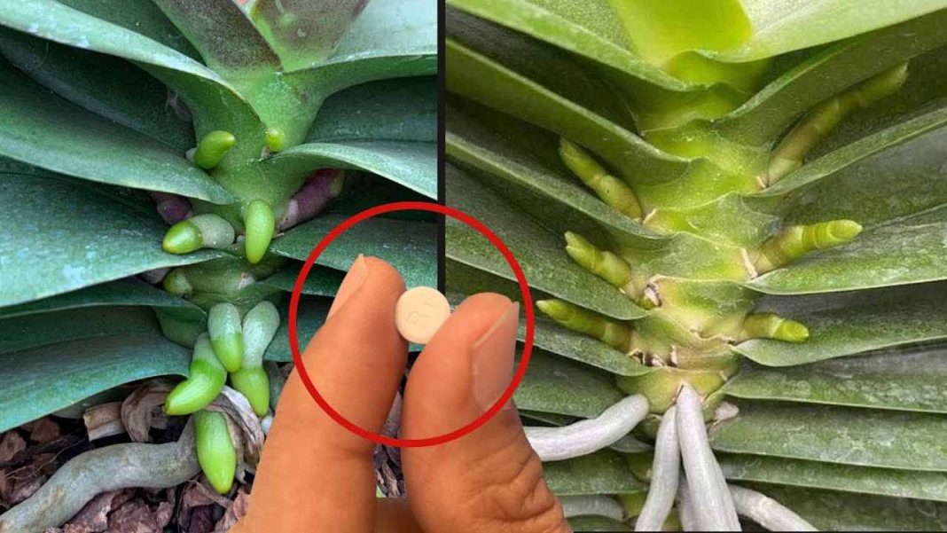 Metti una capsula in qualsiasi pianta: radici e fiori cresceranno per 4 ...