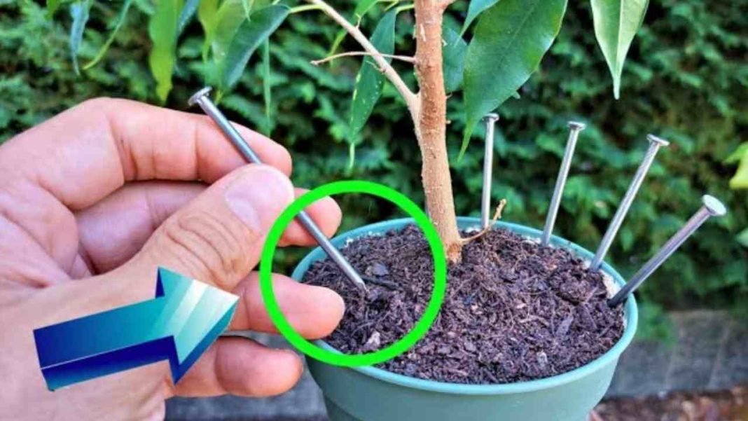 Perché stanno lasciando tutti un chiodo nelle piante prima di andare in ...