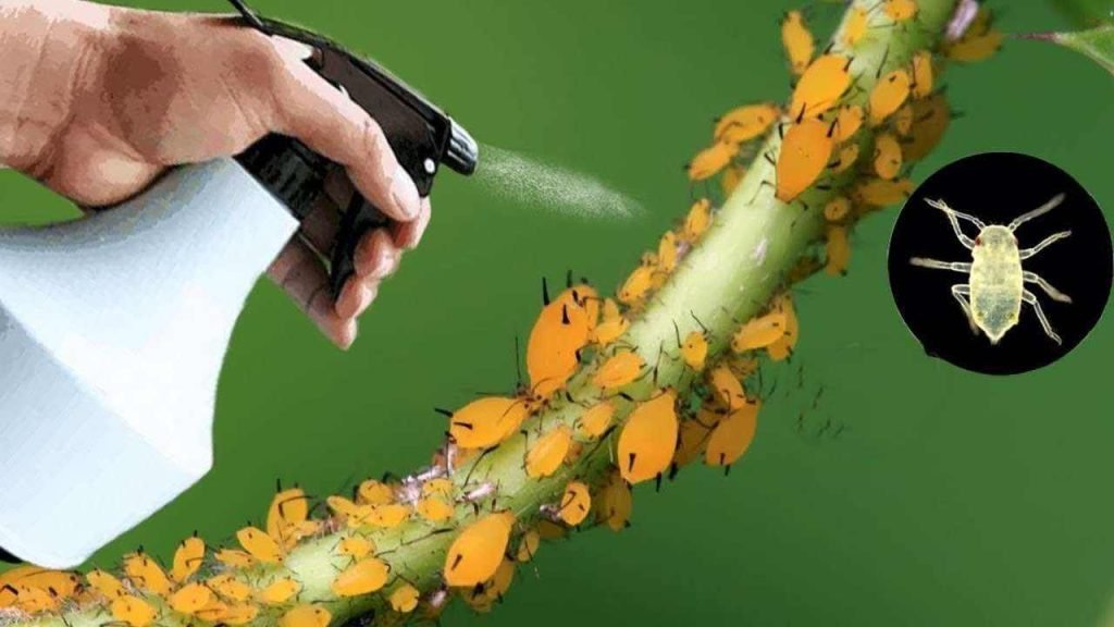 L'insetticida naturale più forte che ci sia: elimina afidi e mosche ...