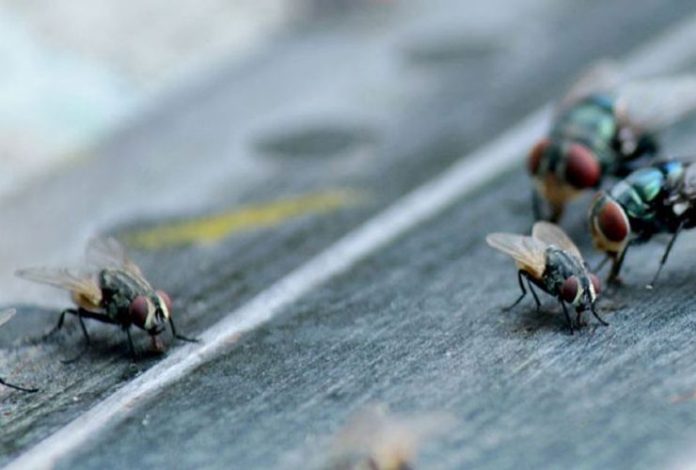 Ma quale zampirone, la trappola naturale contro mosche, zanzare e altri ...