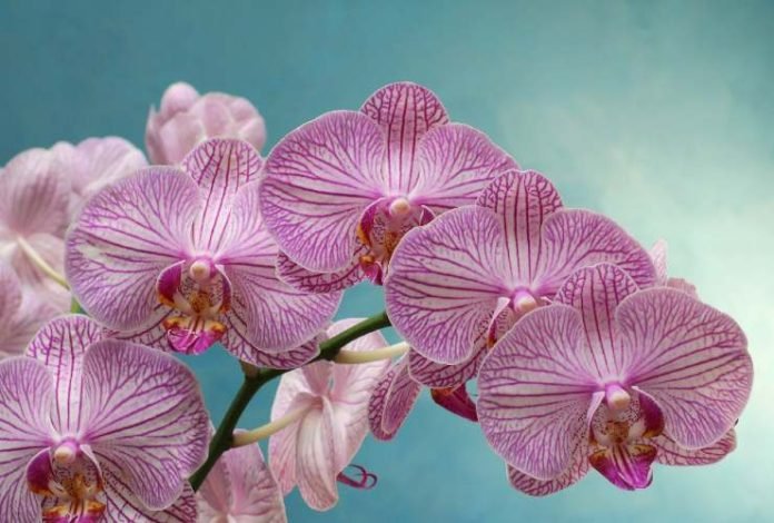 Orchidee, svelato il segreto per una crescita rapida e sana: ti basta ...