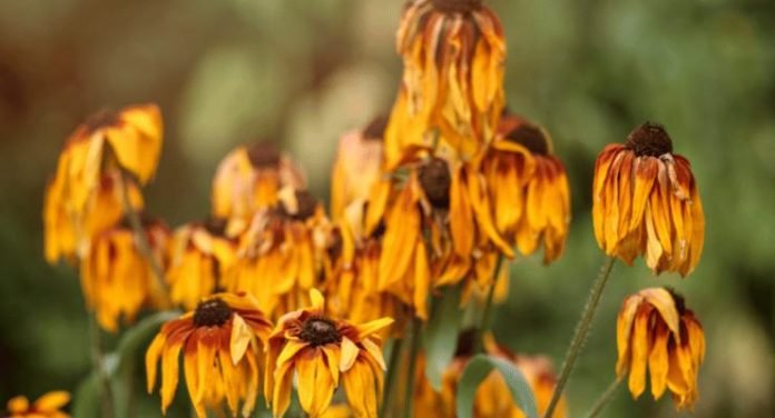 Todas las plantas marchitas revivirán de esta manera: solo una ...